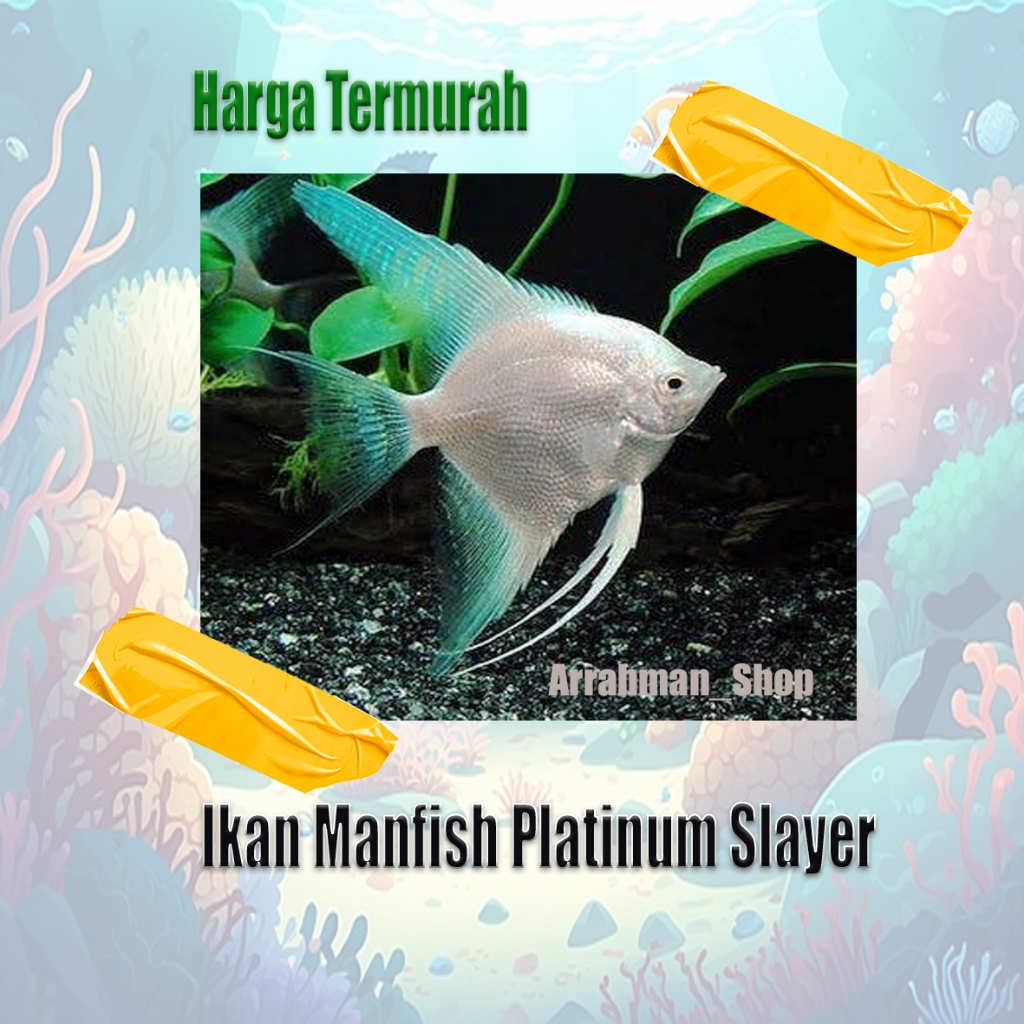 Jual Ikan Manfish Platinum Slayer - Ikan Hias Aquarium Manfish Platinum ...