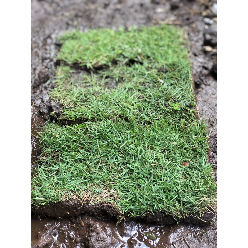 Jual Tumbuhan Hidup - Rumput Jepang/Rumput Jarum/Korean Lawn Grass ...