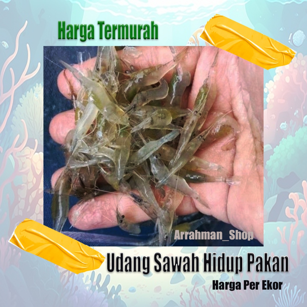 Jual udang sawah pakan ikan - udang sawah hidup fresh segar berkualitas ...
