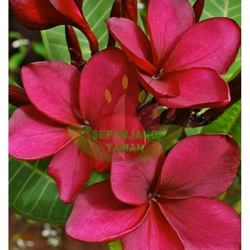 Jual Tanaman Hias Kamboja Bali Bunga Red Fanta Tinggi ± 1 Meter / Stek ...