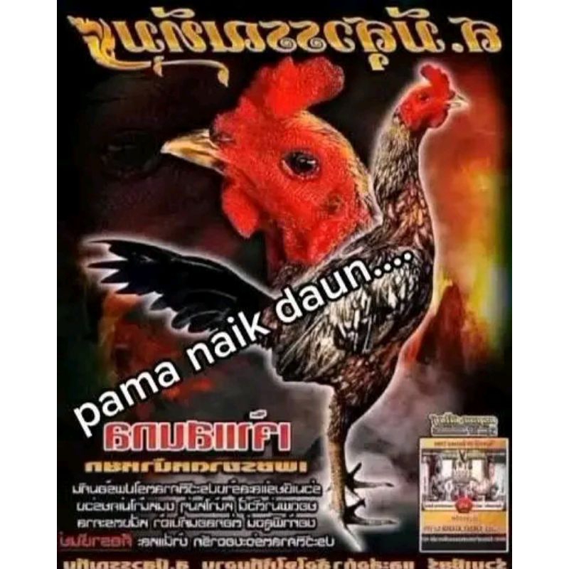 Jual 2 BUTIR TELUR ELITE PAMA ,LORENG MERAH | Shopee Indonesia