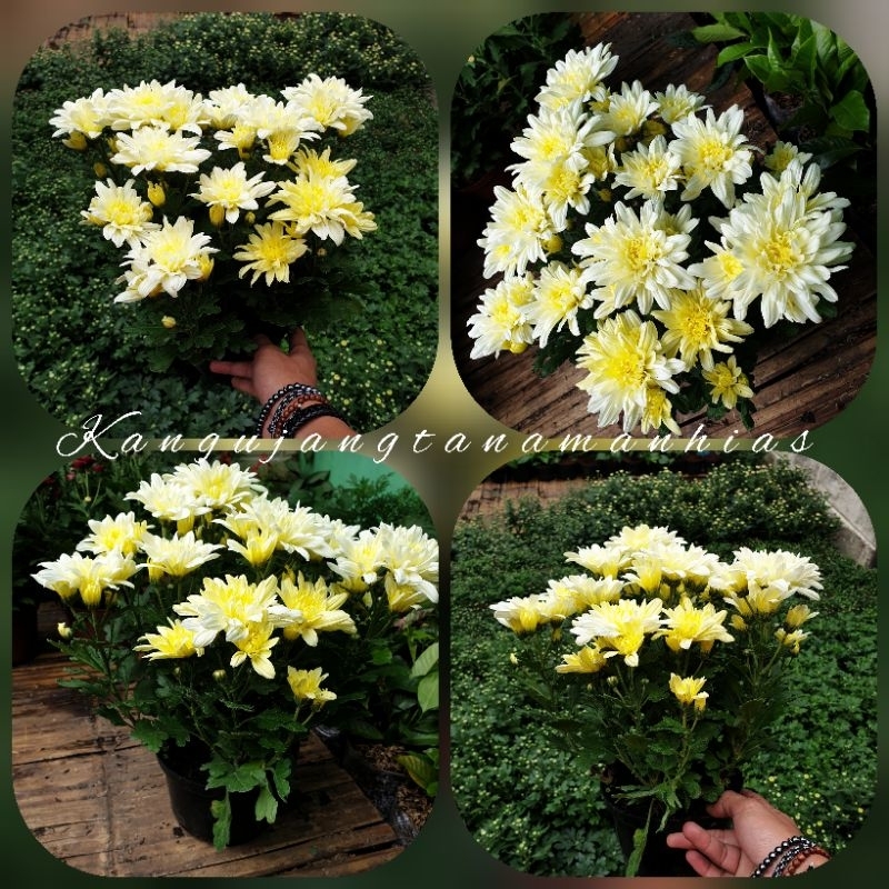 Jual PROMO TANAMAN HIDUP BUNGA KRISAN ASTER ( DIKIRIM DALAM KONDISI SUDAH BERBUNGA ) BUKAN ...