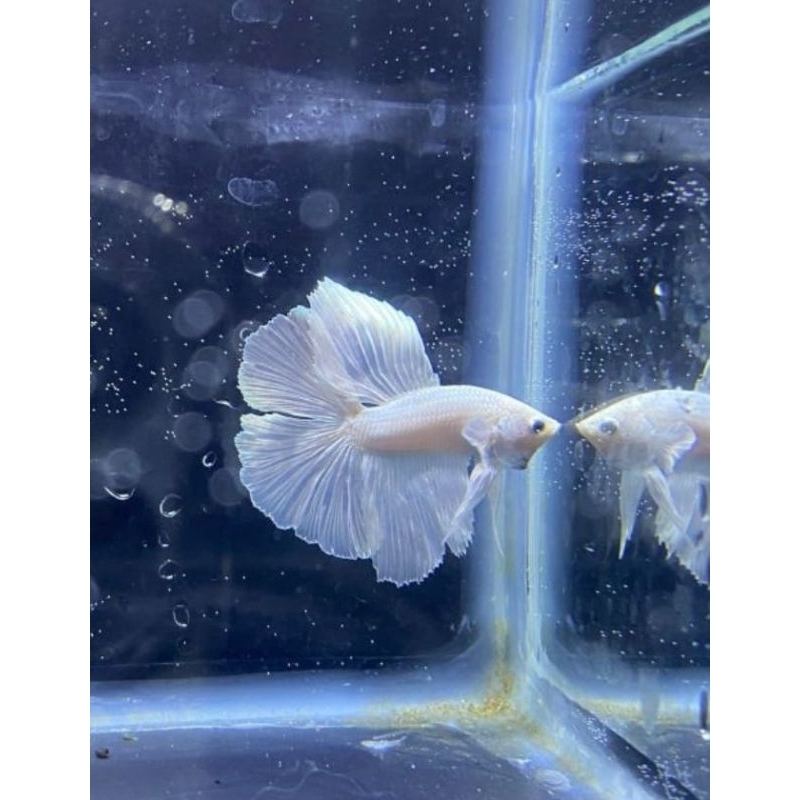 Jual Cupang HALFMOON white / putih size m | Shopee Indonesia