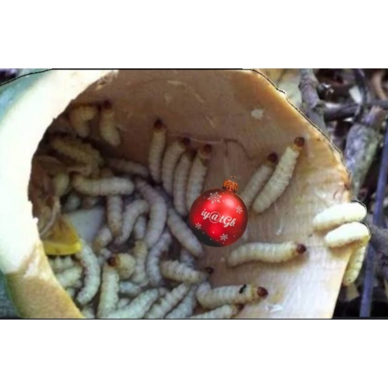 Jual ulat bambu umpan mancing | ulat bambu per 40 biji | Shopee Indonesia