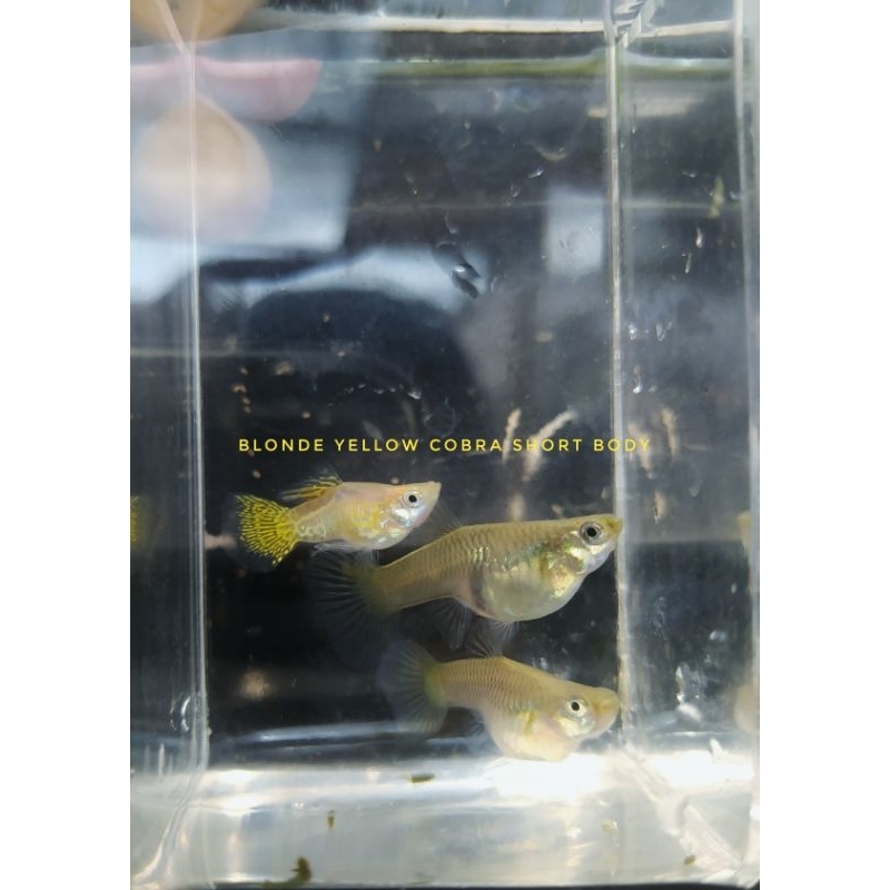 Jual koleksi sultan yellow cobra short body line vietnam ori | Shopee ...