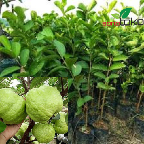 Jual Pohon Jambu Kristal Putih Besar Rimbun Sudah Berbuah | Shopee ...