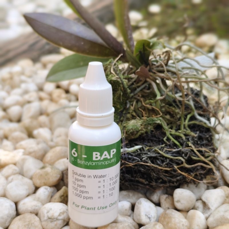 Jual Hormon Tanaman Anggrek BAP-6 / 6-BAP / 6-Benzylaminopurin Untuk ...