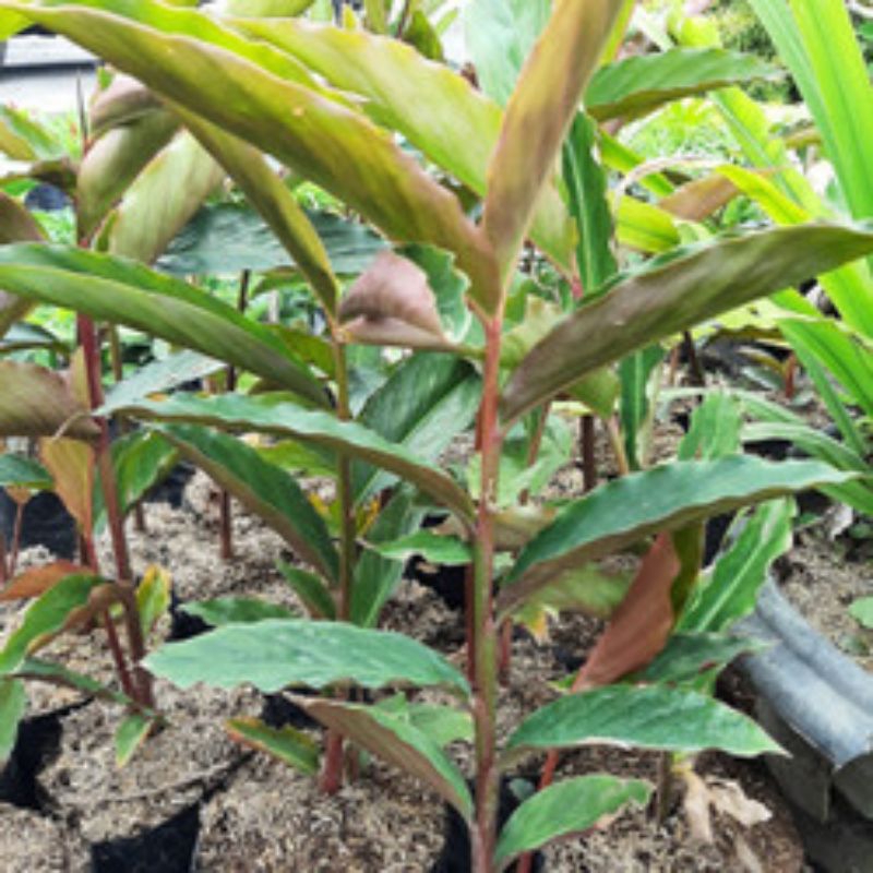 Jual Bibit Tanaman Herbal Pohon Kecombrang / Pohon Honje | Shopee Indonesia