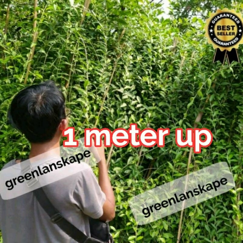 Jual paket 300 polybag tanaman hias lee kwan yew 1 meter likuanyu ...