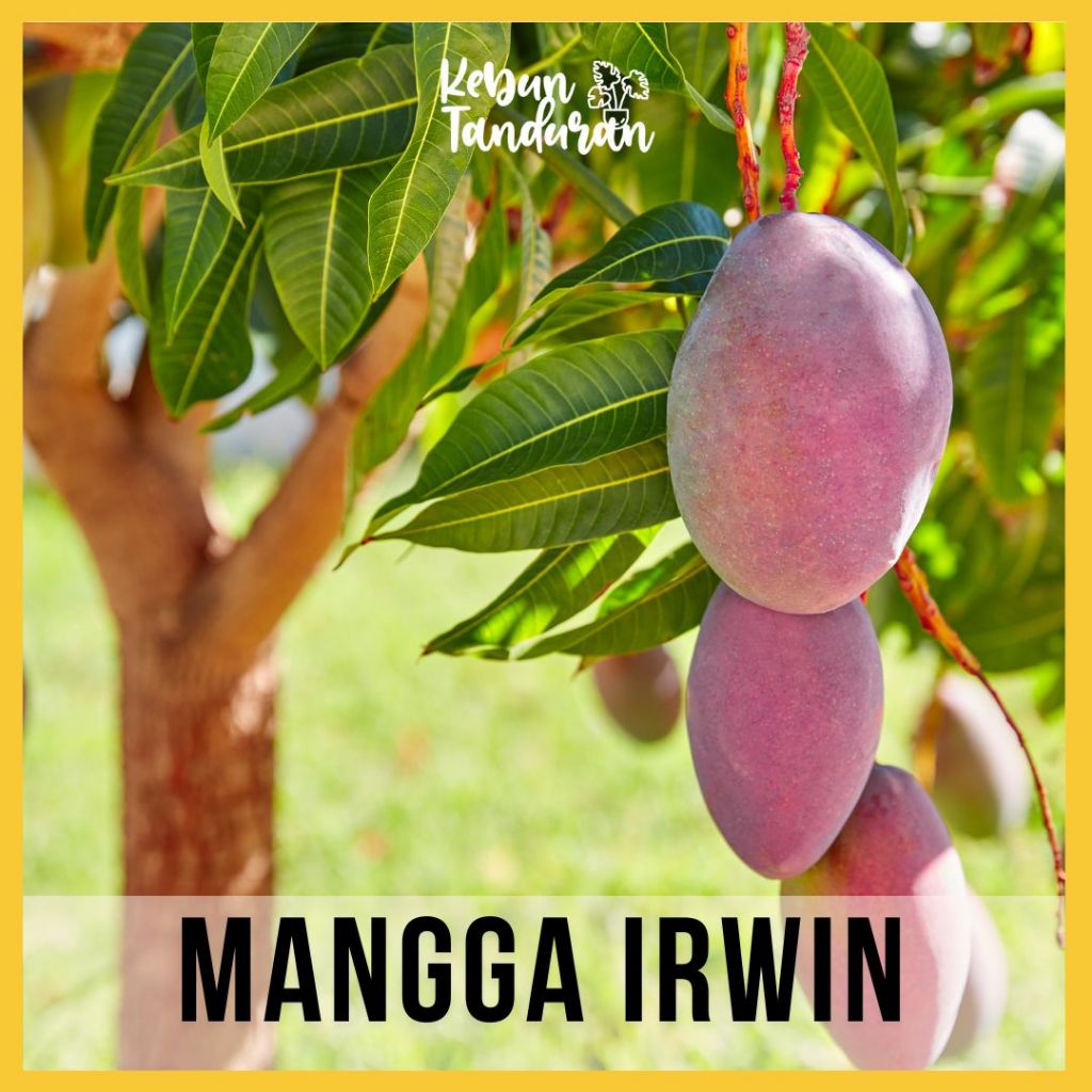 Jual Tanaman Buah Mangga Irwin Bibit Mangga Erwin Mangga Ungu / Mangga ...