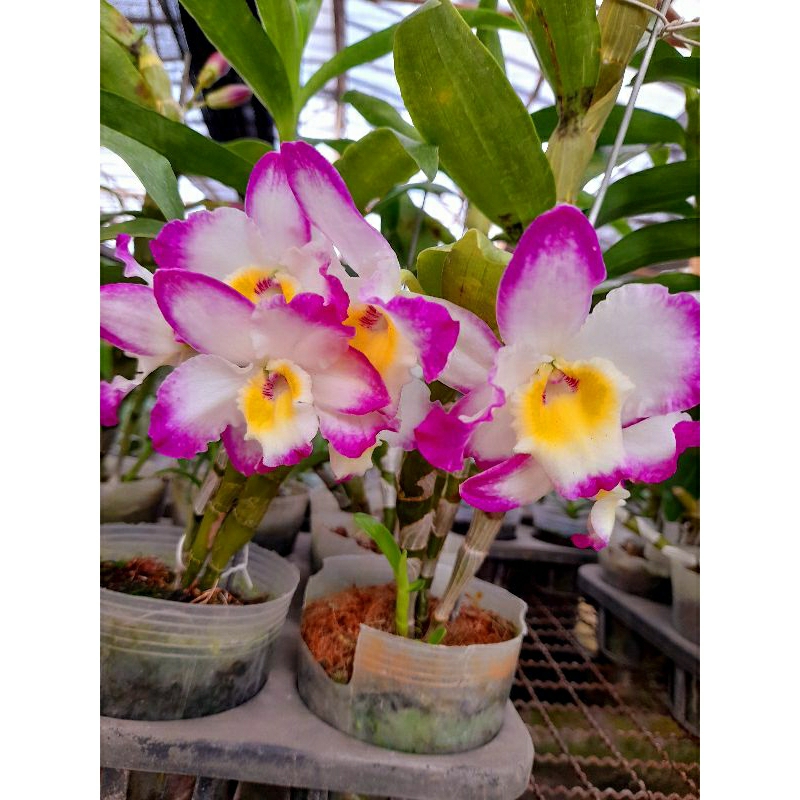 Jual Anggrek dendrobium nobile mekar putih pinggir pink lidah kuning ...