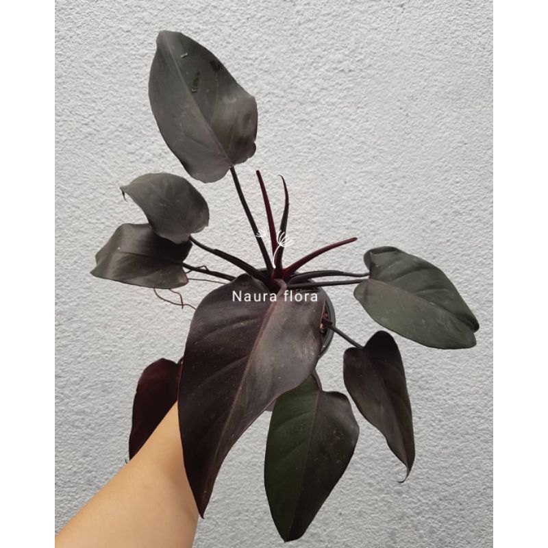 Jual Tanaman hias black cardinal lokal - philodendron dark lord ...