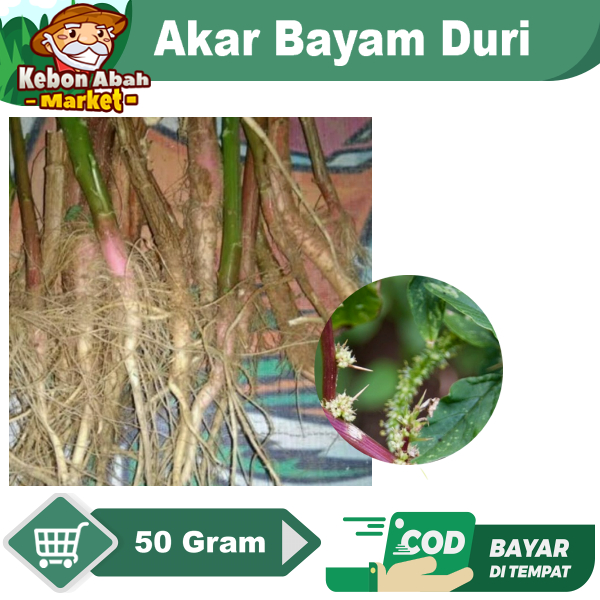 Jual Akar Bayam Duri Batang Merah 50 Gram | Shopee Indonesia