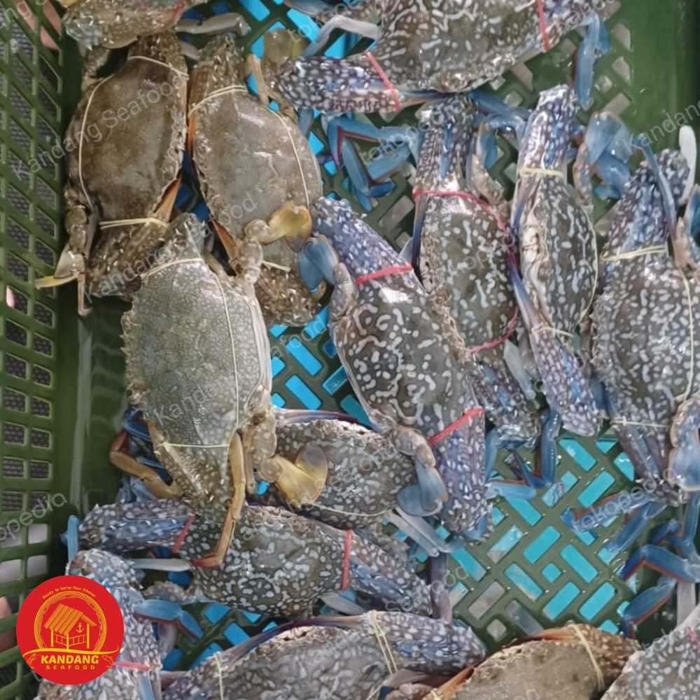Jual Kepiting Rajungan Hidup Live Seafood 1 Kg | Shopee Indonesia