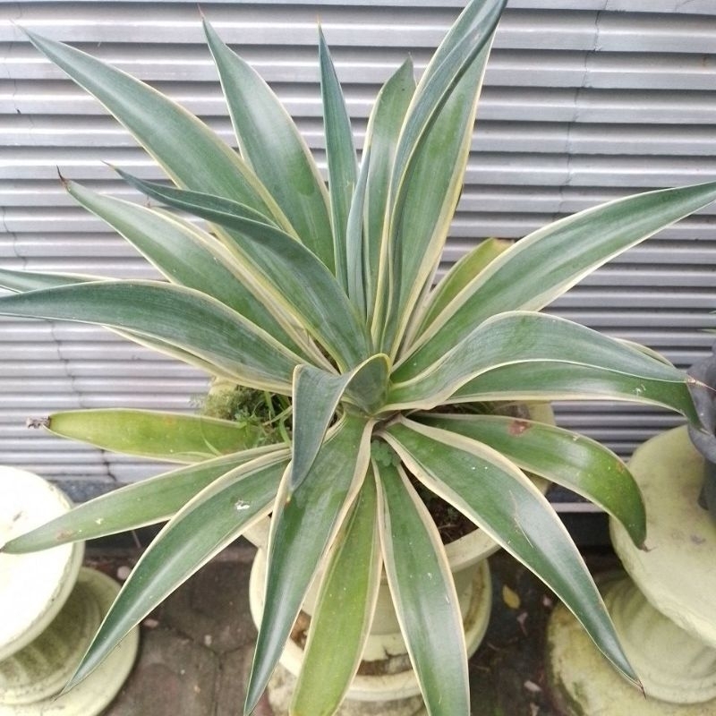 Jual Siklok Agave panjang daun kurleb 20cm | Shopee Indonesia