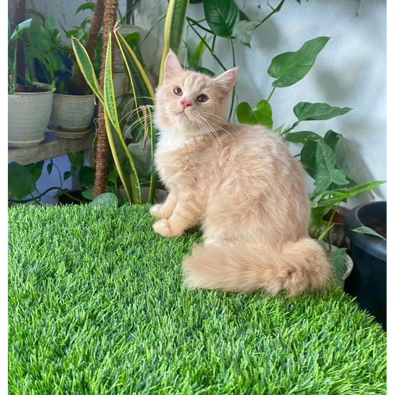 Jual kucing persia flatnose cream & white kak muthia | Shopee Indonesia