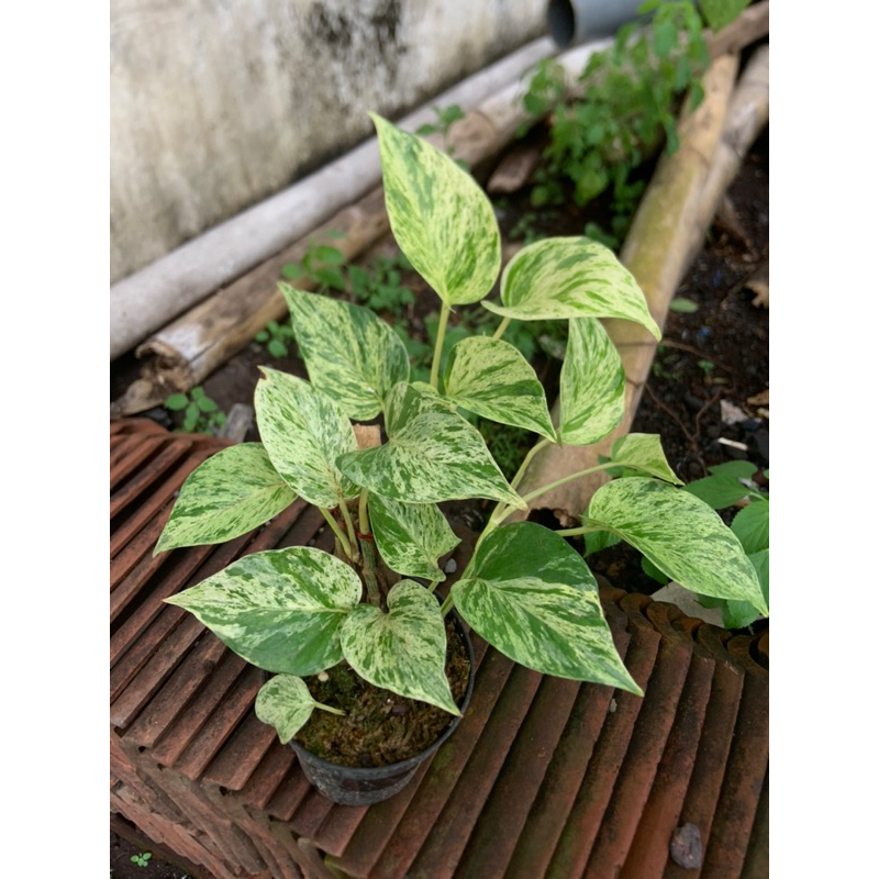 Jual tanaman hias sirih marble queen photos epipremnum | Shopee Indonesia