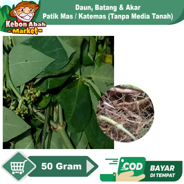 Jual Patikan Mas Katemas Segar 50 Gram Panen Dadakan (Tanpa Media Tanah ...