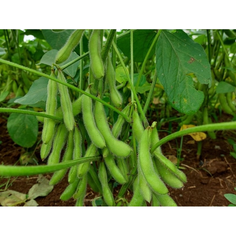 Jual benih edamame/kedelai jepang 250gr | Shopee Indonesia