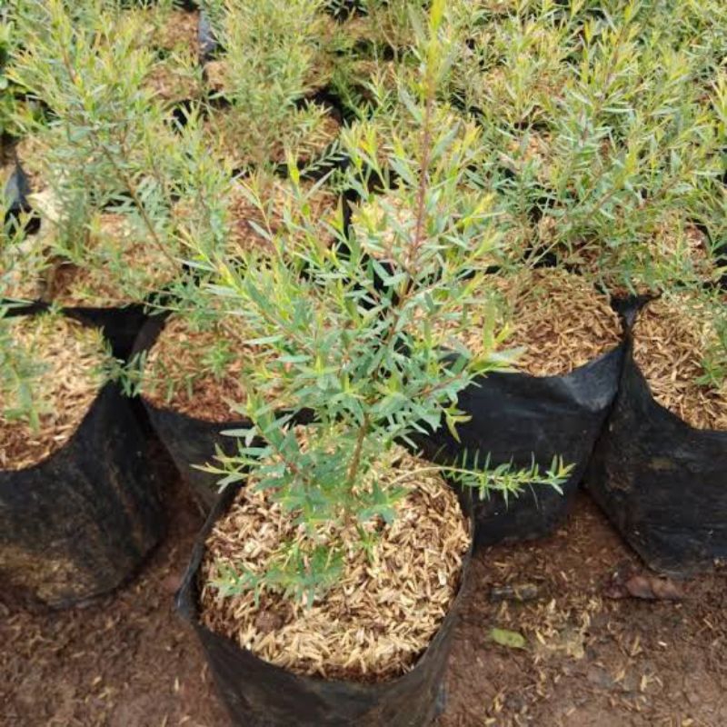 Jual TANAMAN MINYAK KAYU PUTIH - BIBIT POHON MINYAK KAYU PUTIH (Melaleuca leucadendra) | Shopee ...