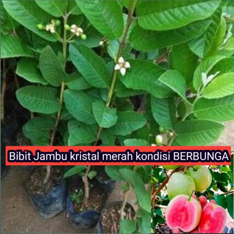 Jual Bibit JAMBU KRISTAL MERAH | Shopee Indonesia