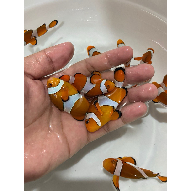 Jual Nemo Clownfish Ikan Badut Air Laut | Shopee Indonesia