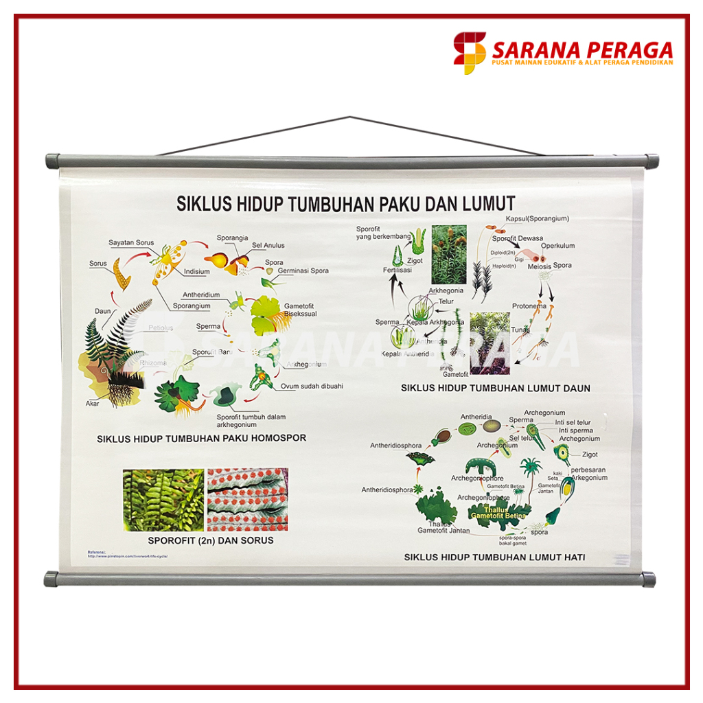 Jual SaranaPeraga - Carta Poster Gambar Siklus Hidup Tumbuhan Lumut Dan ...
