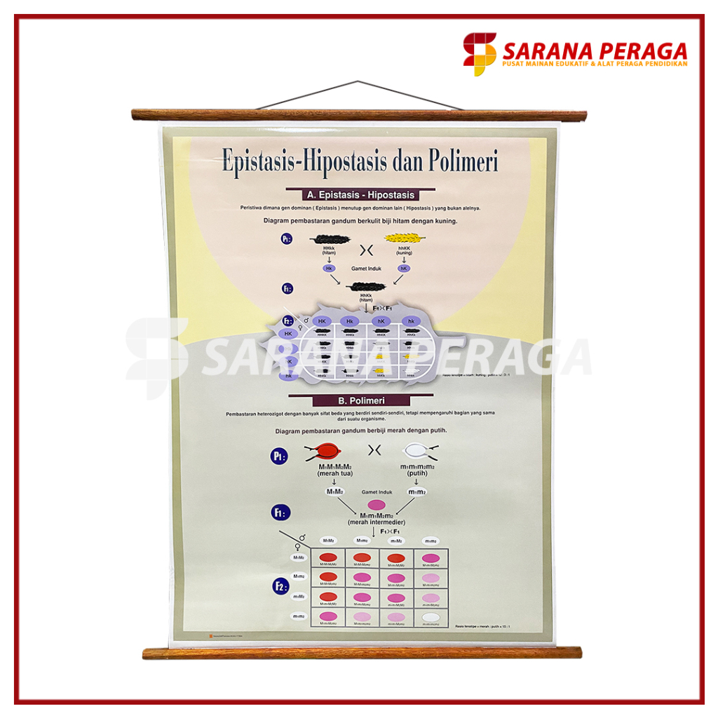 Jual SaranaPeraga - Carta Poster Gambar Epistasis Hipostasis Dan ...