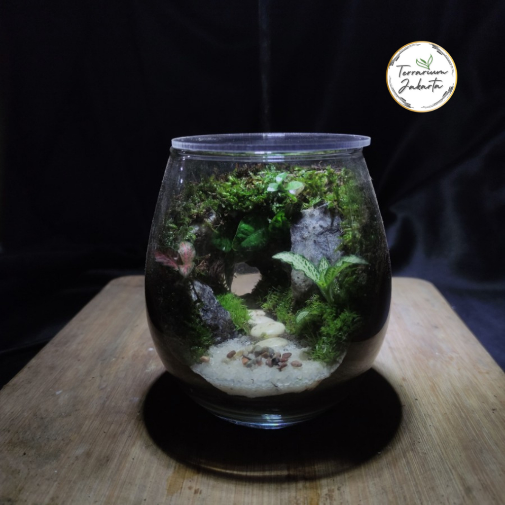 Jual Closed Terrarium| Small Tunnellerra| Closed Terrarium - mini ...