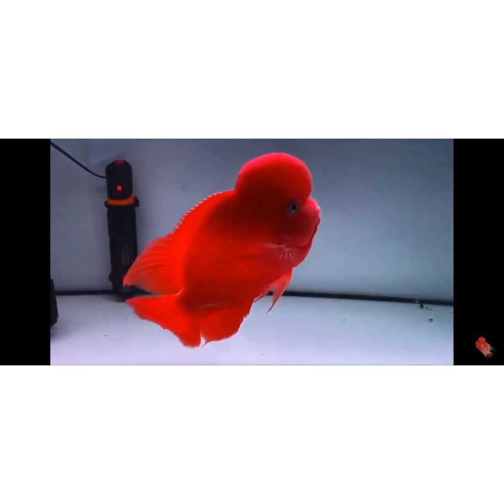 Jual Burayak Louhan Super Red Monkey Import Thailand | Shopee Indonesia