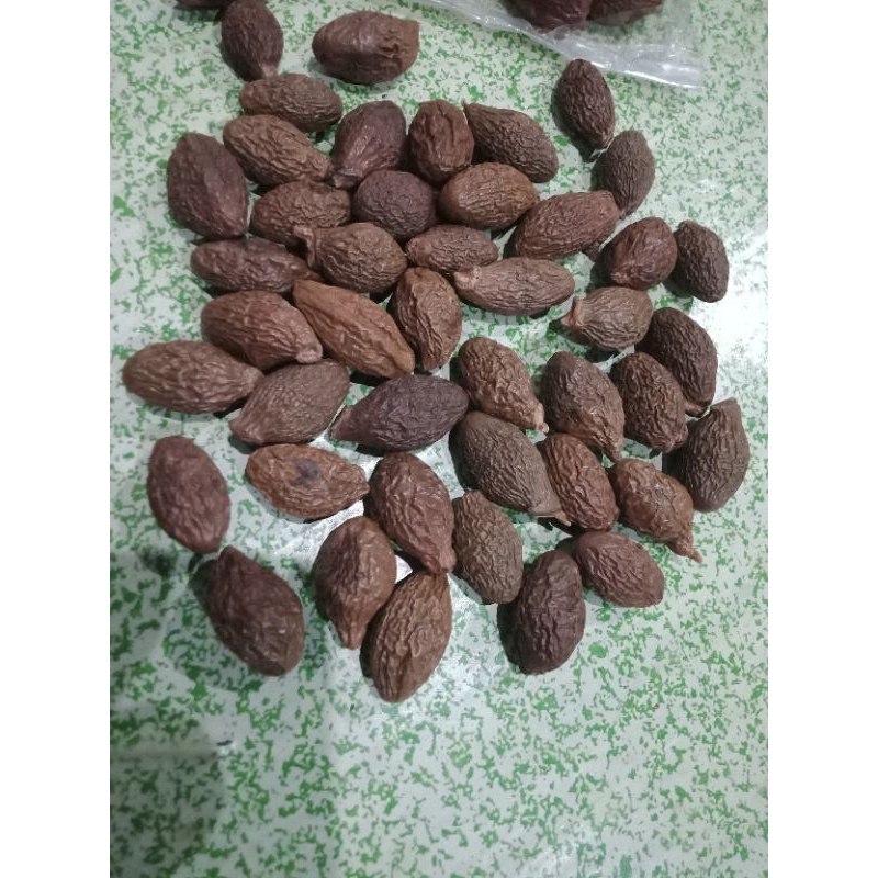 Jual buah tempayang/kembang semangkuk | Shopee Indonesia