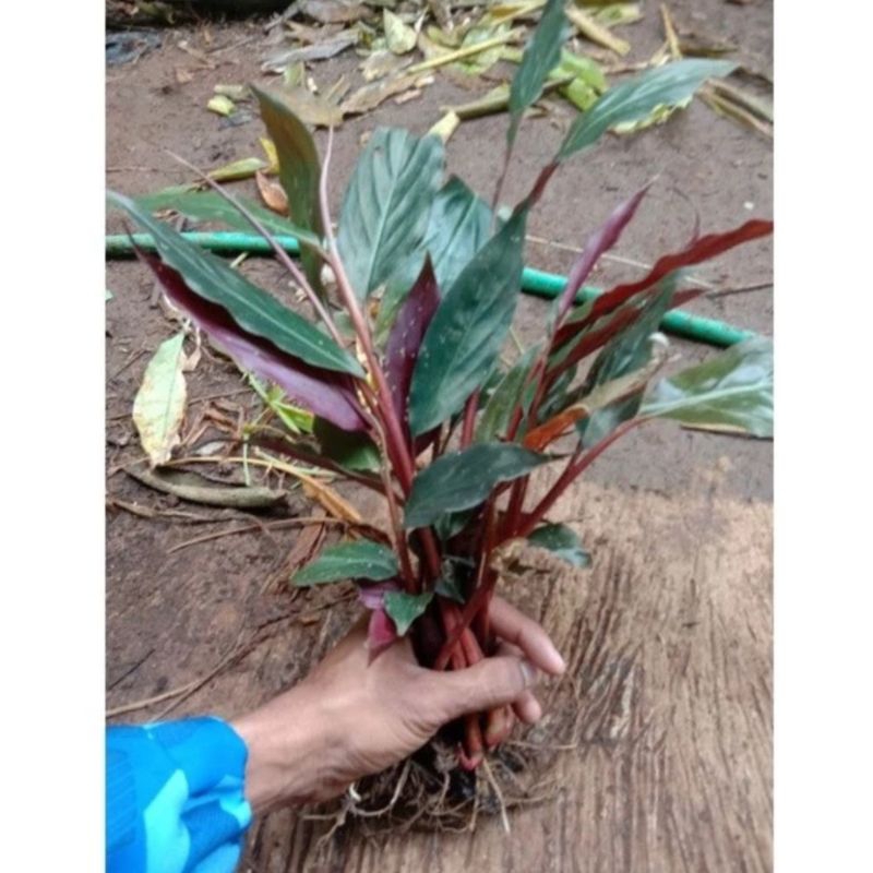 Jual BIBIT KECOMBRANG COMBRANG MERAH HONJE LAKA ROMBEH KINCUNG (BERAKAR ...