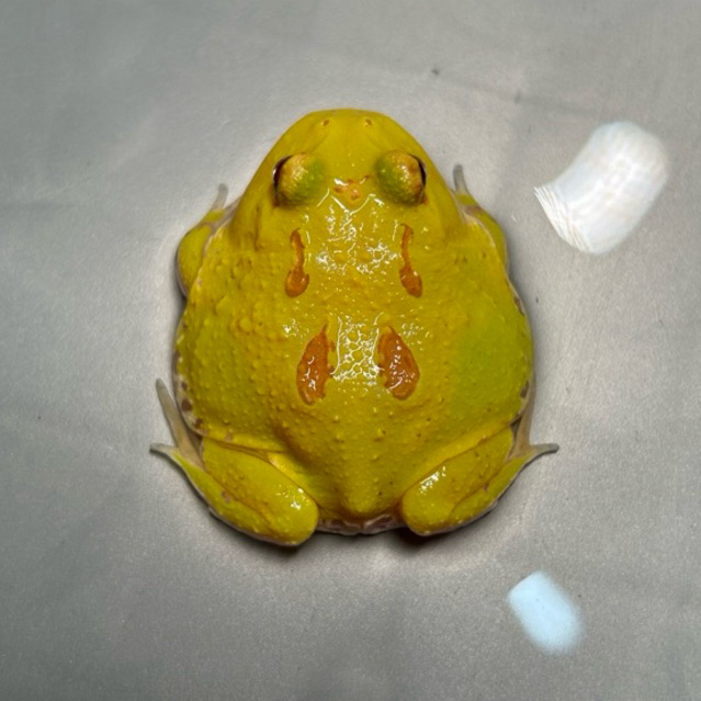 Jual Pacman Frog Albino 4 Spot Patternless (Pikachu) | Shopee Indonesia