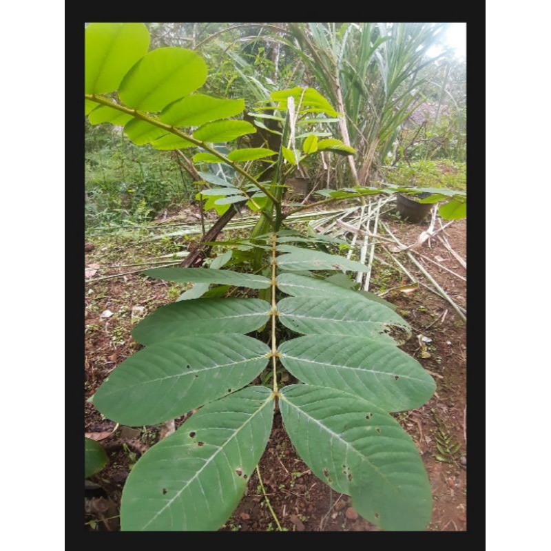 Jual DAUN KIMANILA DAUN KETEPENG DAUN RAWONG 100 GRAM | Shopee Indonesia