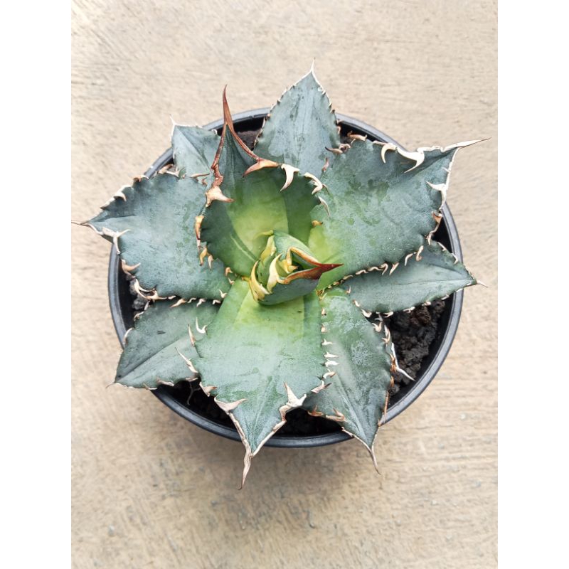 Jual Agave titanota solar eclipse size pot 12 cm | Shopee Indonesia