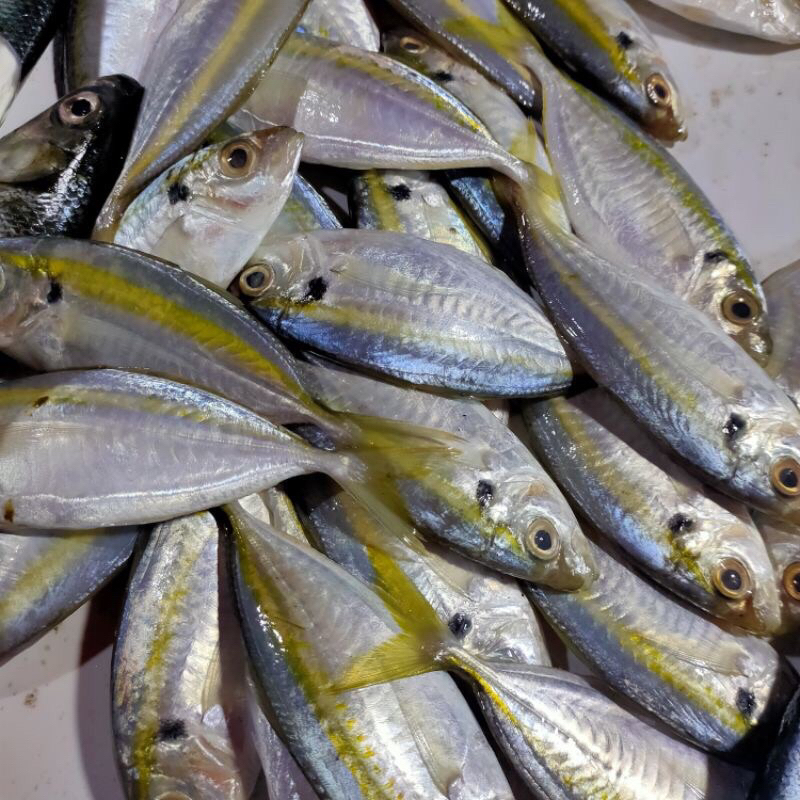 Jual ikan selar segar | Shopee Indonesia