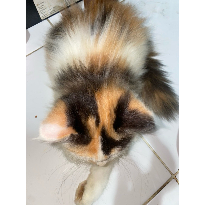 Jual kitten kucing 3 warna, belang 3 longhair calico | Shopee Indonesia