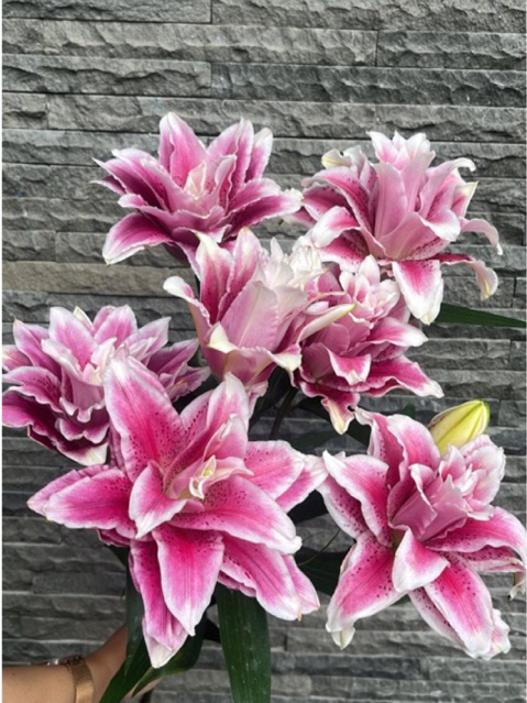 Jual BUNGA ROSELILY MERAH_Bunga potong segar asli | Shopee Indonesia