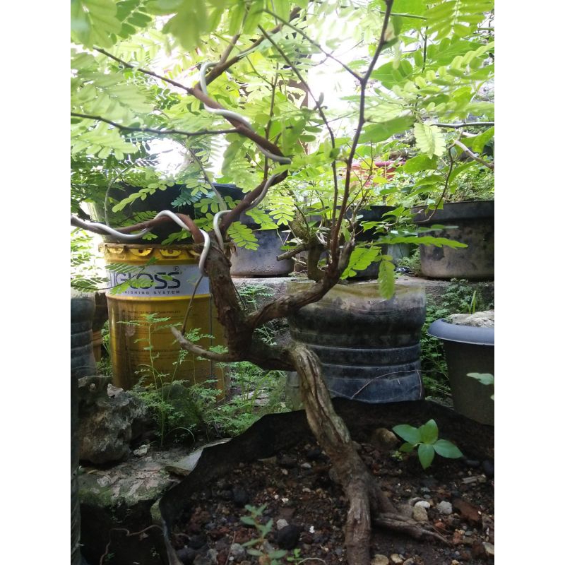 Jual bonsai asem | Shopee Indonesia