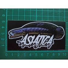 Jual Sticker Channa Asiatica WS Pure 12cm | Shopee Indonesia