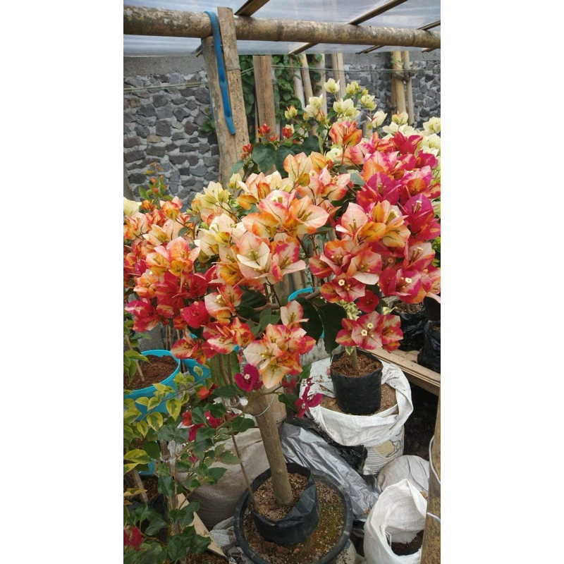 Jual Bougenville citra monduring (original ) | Shopee Indonesia