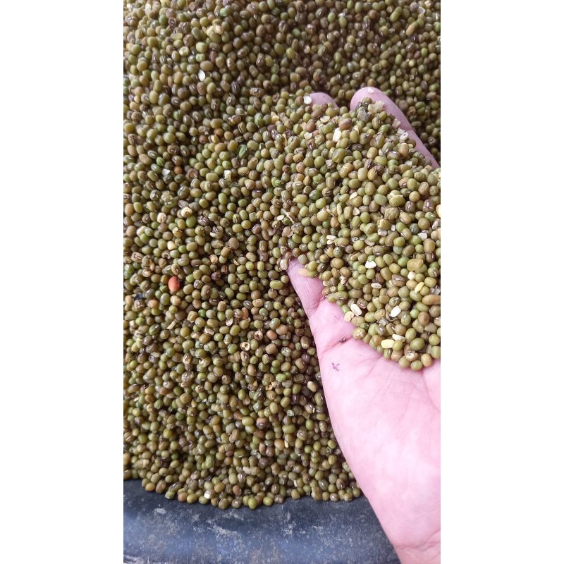 Jual Harga Kacang Hijau 1 Kg Terlengkap & Harga Terbaru Juni 2026 ...