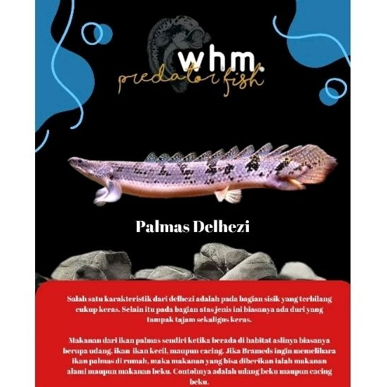 Jual palmas delhezi 9-10 cm ( Mainan Ikan) | Shopee Indonesia