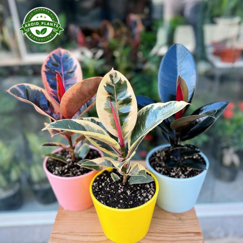 Jual Paket Hemat 3 Jenis Tanaman Hias Ficus - Ficus Elastica Ruby ...