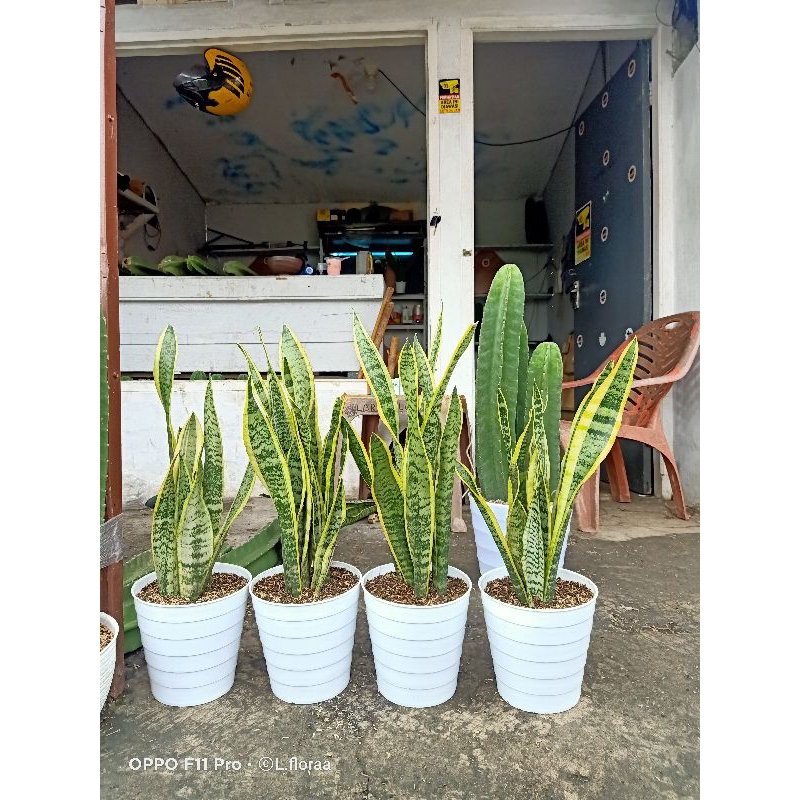 Jual (BISA COD) TERMURAH Tanaman hias Lidah mertua sansivera Ukuran 50 ... Jual (BISA COD) TERMURAH Tanaman hias Lidah mertua sansivera Ukuran 50 ...