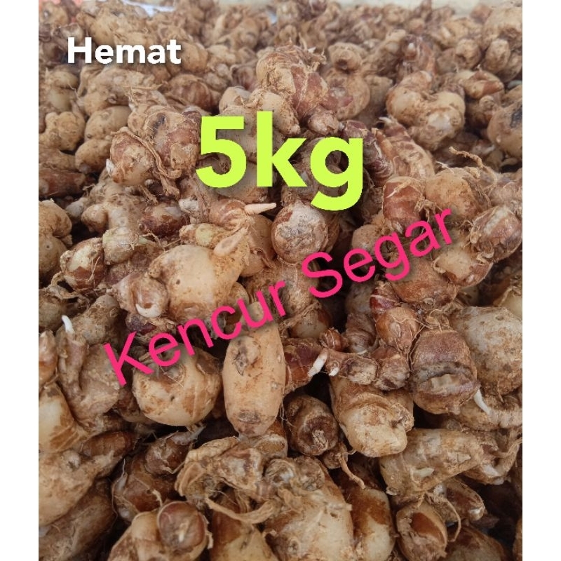 Jual 5KG KENCUR / CIKUR SEGAR AROMA KHAS WANGI | Shopee Indonesia