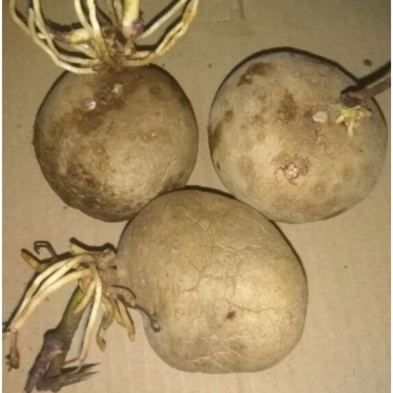 Jual Bibit umbi Kentang gantung / kentang udara / Gembolo ( 2 bibit ...