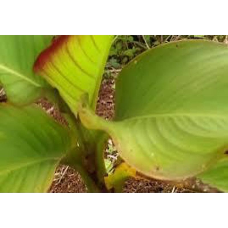Jual daun ubi ganyol super press 500grm | Shopee Indonesia