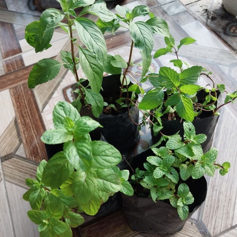 Jual Paket Bibit Daun Mint/ Daun Mint Segar/ Tanaman Herbal Mint Fresh ...
