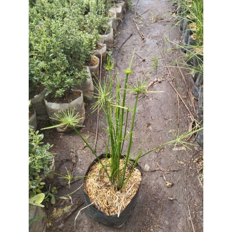 Jual papirus tanaman hias air Semarang | Shopee Indonesia